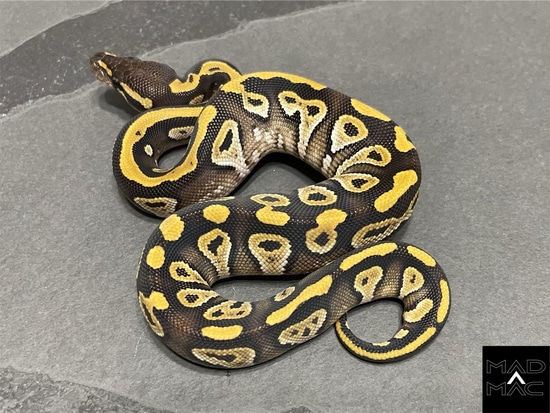 Sapphire Mojave 100% Het Hypo Ball Python by Mad Mac Pythons