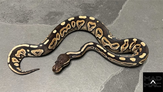 Cinnamon Het Lavender Pos Het Clown Ball Python by Mad Mac Pythons