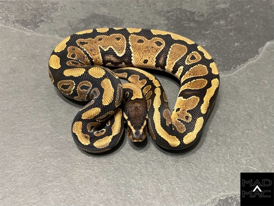 100% Het Lavender Pos Het Clown Ball Python by Mad Mac Pythons