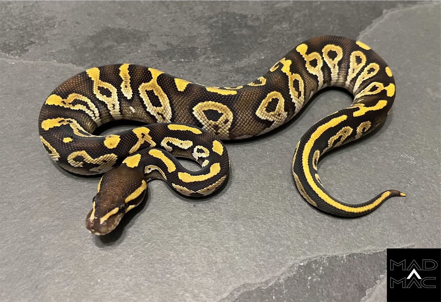 Sapphire Mojave 100% Het Hypo Ball Python by Mad Mac Pythons LLC - MorphMarket