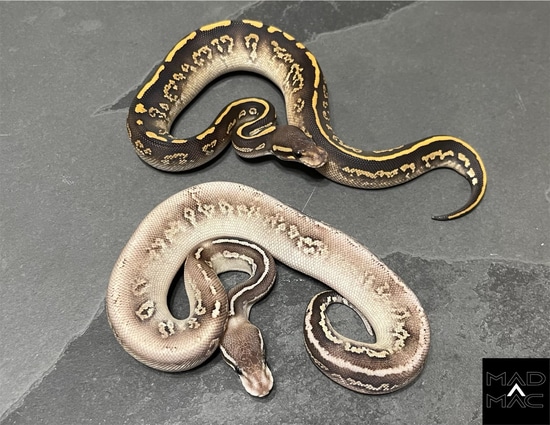 Sapphire Black Pastel Mojave 100% Het Hypo Ball Python by Mad Mac Pythons