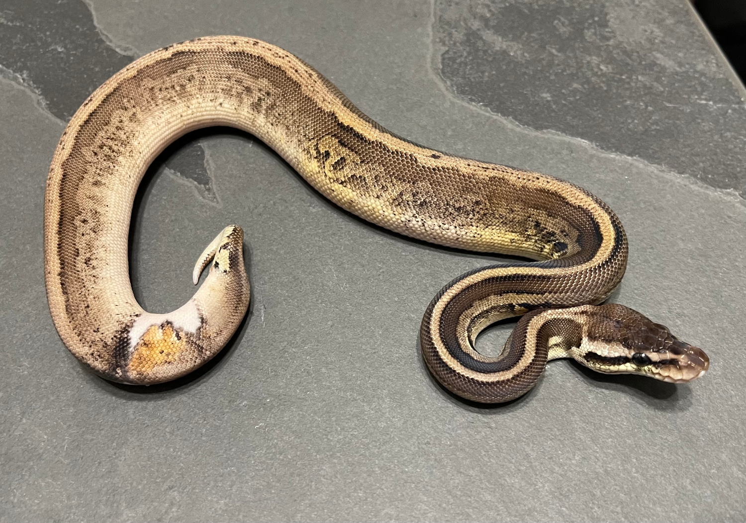 Leopard Pewter Sandblast Het Pied Ball Python By Mad Mac Pythons Morphmarket