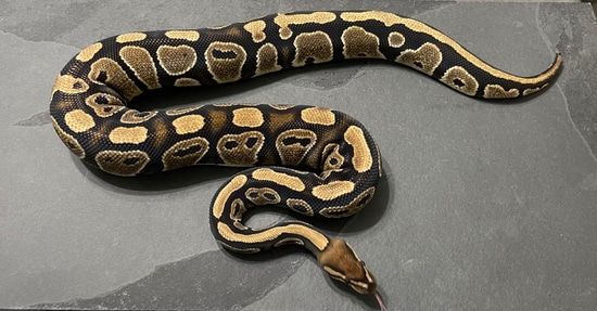 Yellowbelly 100% Het Clown Ball Python by Mad Mac Pythons