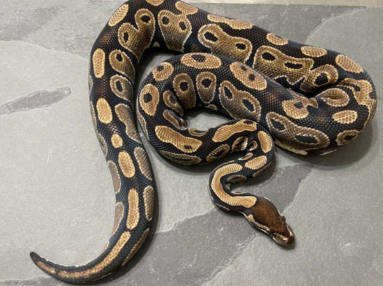 100% Het Desert Ghost Ball Python by Mad Mac Pythons