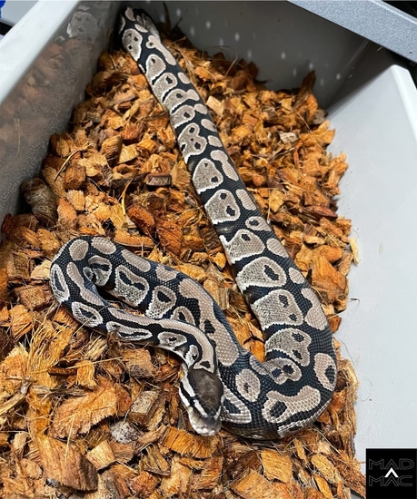 VPI Axanthic 100% Het Clown Ball Python by Mad Mac Pythons