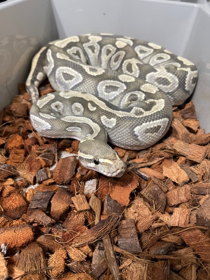 Proven Hypo Mojave Ball Python by Mad Mac Pythons