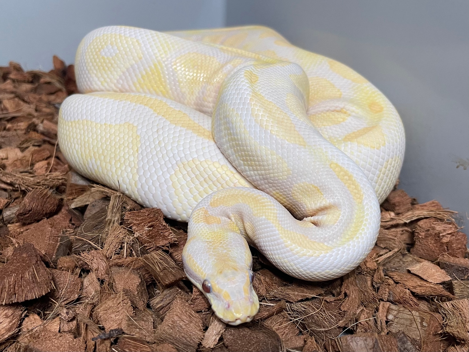Lavender Blackhead 100% Het Pied Ball Python by Mad Mac Pythons ...