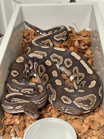 11 Egg Cinnamon 100% Het Lavender Albino Ball Python by Mad Mac Pythons