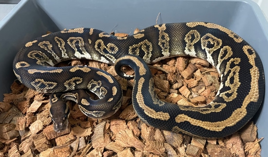 Sapphire Black Pastel 100% Het Hypo Proven Breeder Ball Python by Mad ...