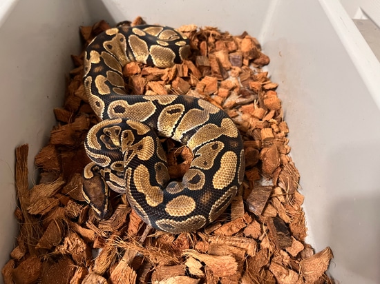 100% Het Clown 50% Het Desert Ghost Ball Python by Mad Mac Pythons