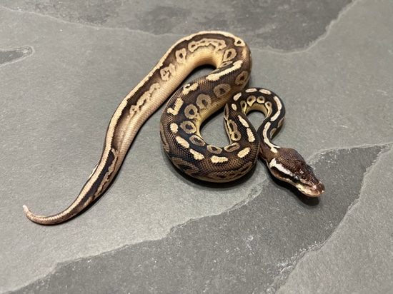 Sandblast Pewter 50% Het Pied Ball Python by Mad Mac Pythons