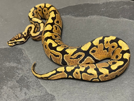 Spotnose Enchi 100% Het Clown 50% Het Hypo Ball Python by Mad Mac Pythons