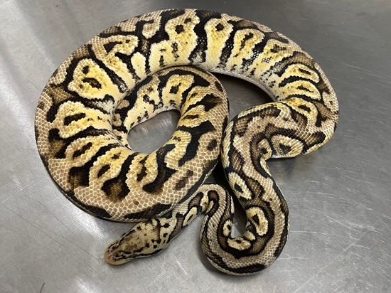 Proven Sapphire Spotnose Firefly Het Hypo Ball Python by Mad Mac Pythons