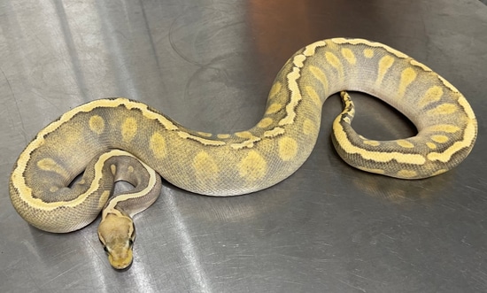 Hypo GHI Mojave Pastel Ball Python by Mad Mac Pythons
