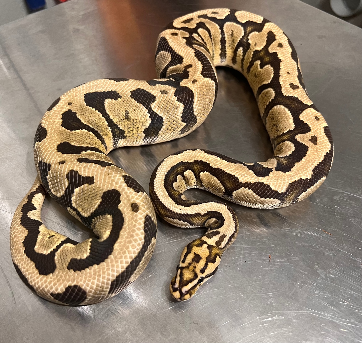 Spotnose Fire Het Hypo Possible Sapphire Ball Python by Mad Mac Pythons ...