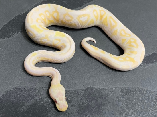 Cinnamon Lavender Albino 50% Het Clown Ball Python by Mad Mac Pythons