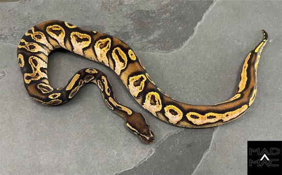 Hurricane Yellowbelly Orange Dream Calico Ball Python by Mad Mac Pythons