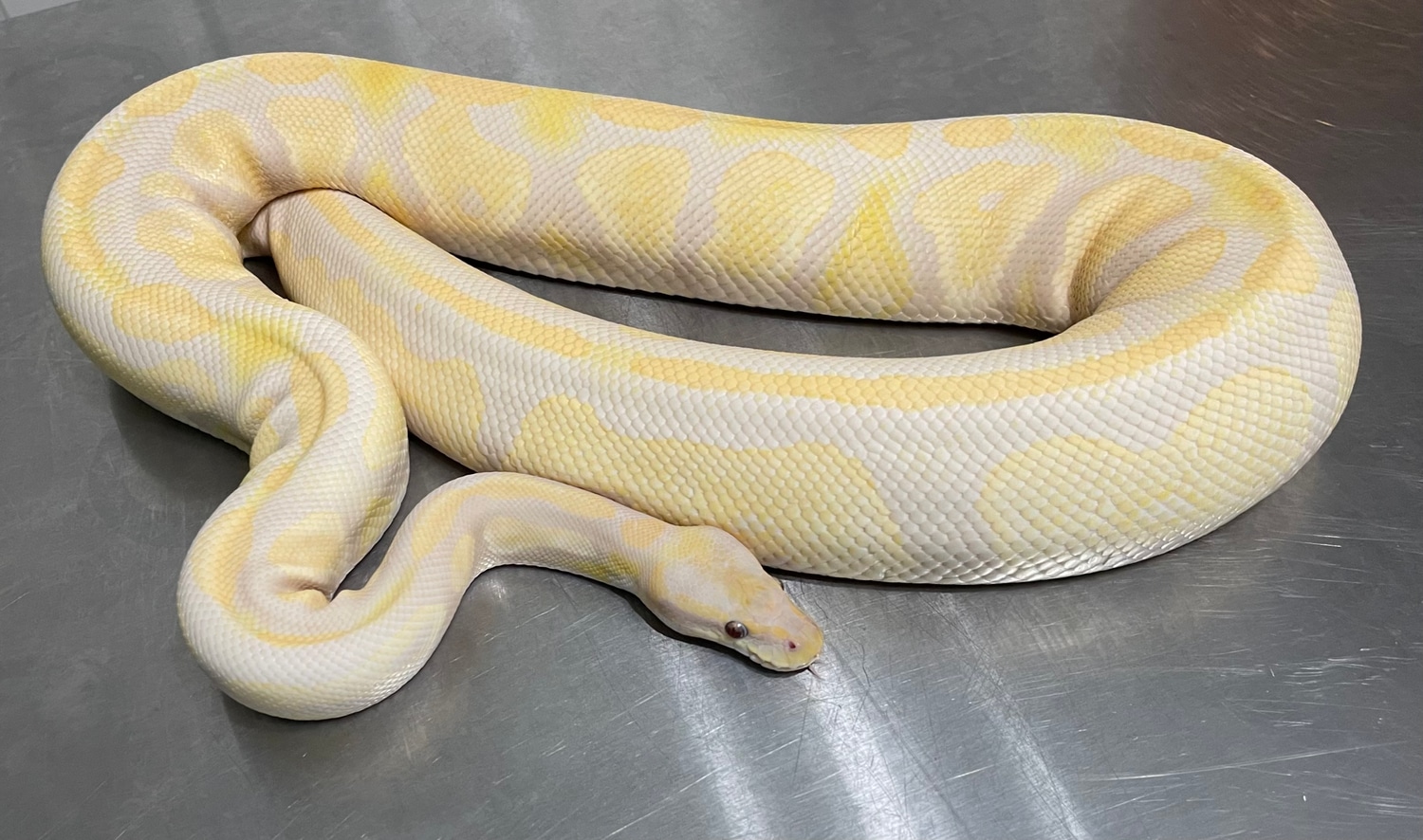 Lavender Blackhead 100% Het Pied Ball Python by Mad Mac Pythons ...