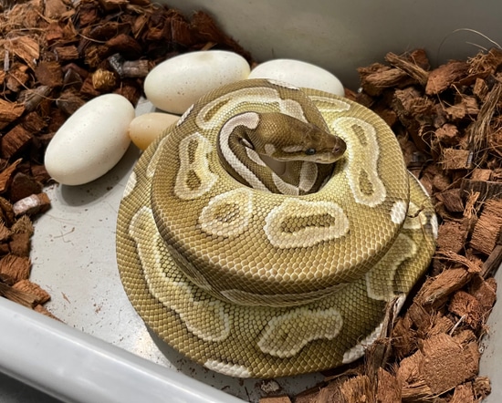 8 Egg Lesser Pewter Proven Breeder Ball Python By Mad Mac Pythons