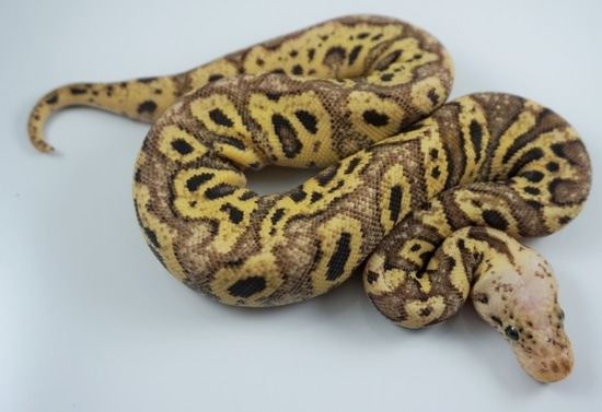 Disco Spotnose Pastel Clown Ball Python by Mad Mac Pythons