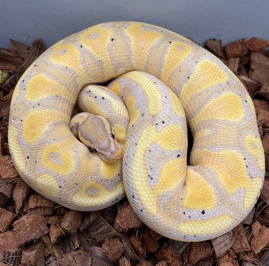 Banana Yellowbelly Fire 100% Het Clown Ball Python by Mad Mac Pythons