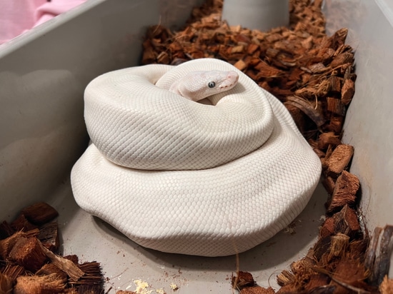 Hypo Super Mojave Ball Python by Mad Mac Pythons