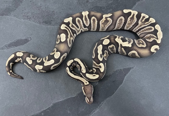 GHI Desert Ghost Ball Python by Mad Mac Pythons