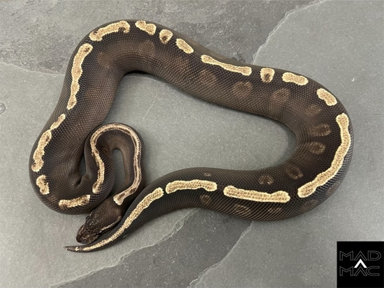 Adult GHI Mojave Spotnose 100% Het Desert Ghost 50% Het Hypo Ball ...
