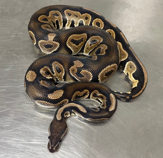 (Kinova) Black Pastel 100% Het Desert Ghost 50% Het Clown 50% Het Hypo Ball Python by Mad Mac ...