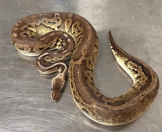 Sandblast Pewter YB 66% Het Pied PROVEN BREEDER Ball Python by Mad Mac Pythons