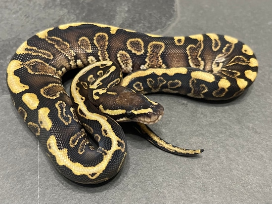 Sapphire GHI Spotnose 50% Double Het Desert Ghost Clown Ball Python by ...