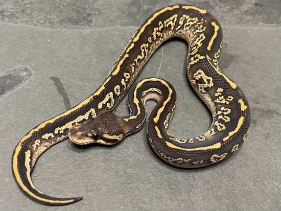 Super Sapphire Black Pastel Phantom 50 Het Hypo Ball Python By Mad Mac Pythons