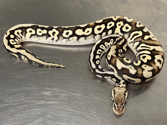 Sapphire Orange Dream Spotnose Pastel (Pos Phantom) 100% Het Clown 50% ...