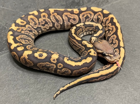 Hypo Huffman GHI Spotnose Sapphire Black Head Ball Python by Mad Mac ...