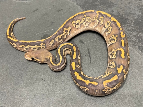 Hypo Sapphire Spotnose Huffman Black Head Mojave Ball Python by Mad Mac ...