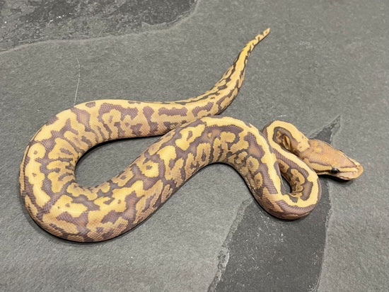 Hypo Sapphire Spotnose Fire Black Head Ball Python by Mad Mac Pythons