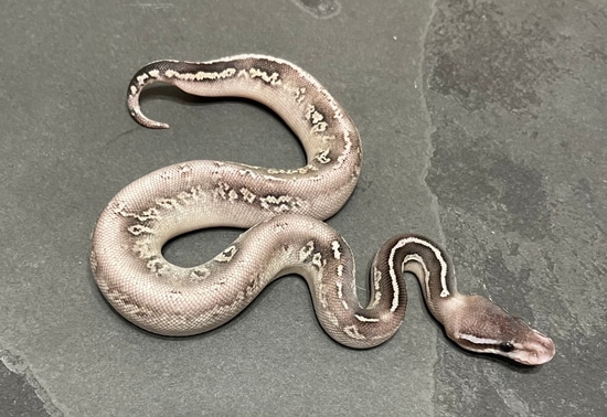 Hypo Sapphire Black Pastel Mojave Ball Python by Mad Mac Pythons