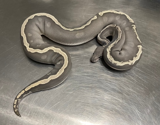 Hypo GHI Mojave Ball Python by Mad Mac Pythons
