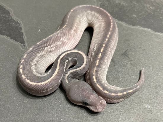 Hypo GHI Mojave Blackhead Huffman Ball Python by Mad Mac Pythons