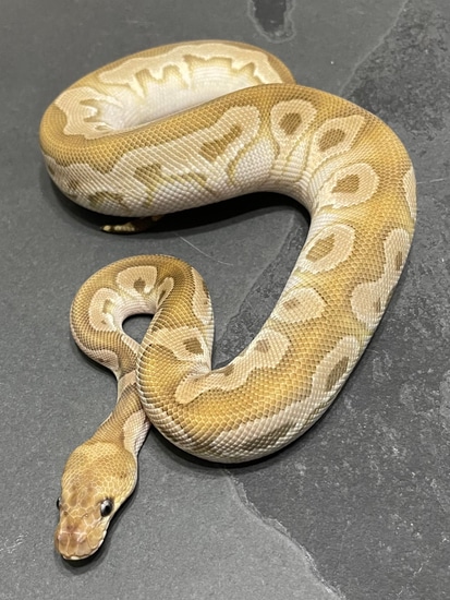 Mojave Clown 100% Het Desert Ghost Ball Python by Mad Mac Pythons