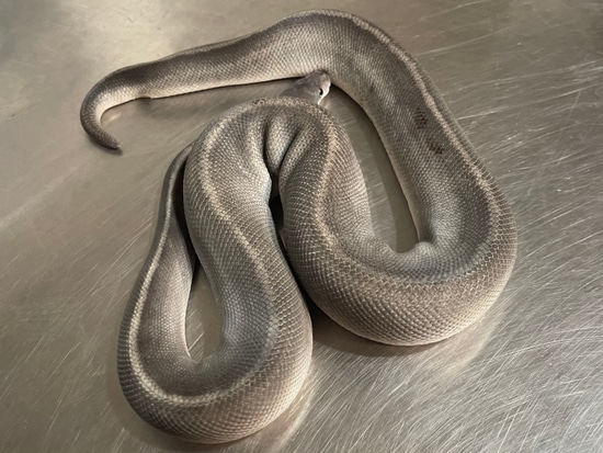 Hypo GHI Mojave Blackhead Huffman Breeder Ball Python by Mad Mac Pythons