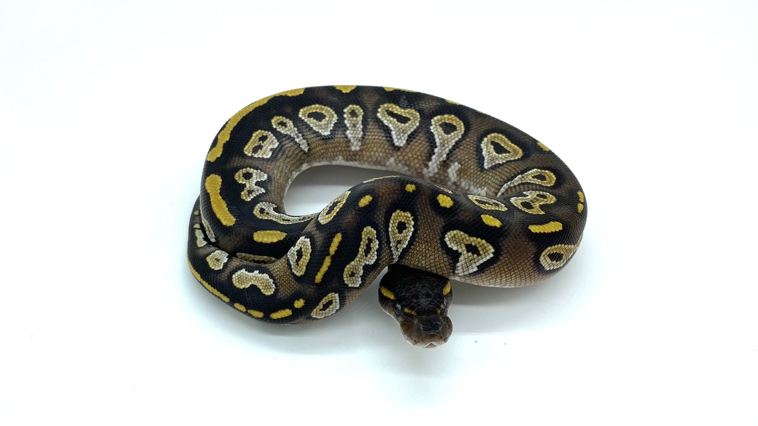 Blackhead Mojave 100% Double Het Toffee Hypo Ball Python by Infinite ...