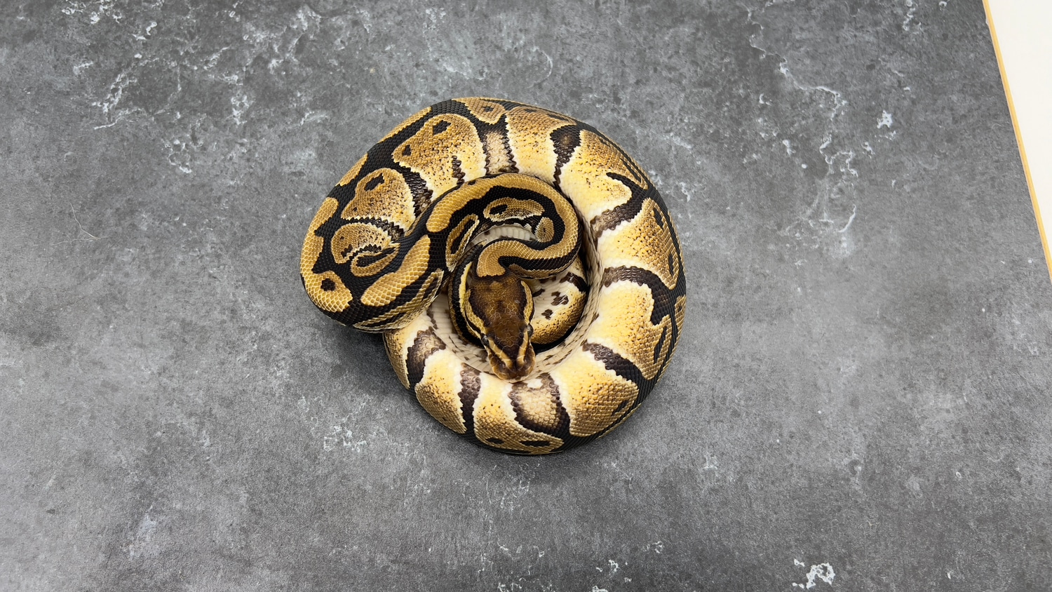 Specter Ball Python by Infinite Morphs - MorphMarket