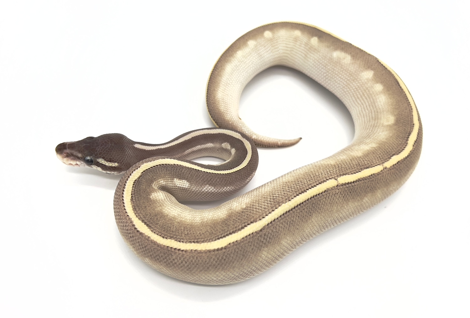 Purple Passion 100% Het Ghost Ball Python by Infinite Morphs - MorphMarket