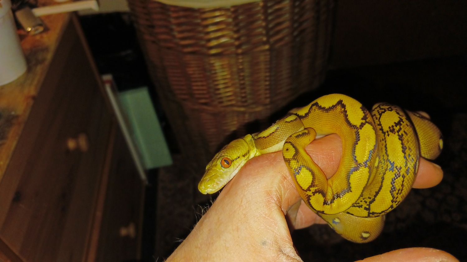 Phantom Sunfire Het Genetic Stripe Reticulated Python by Andrew ...