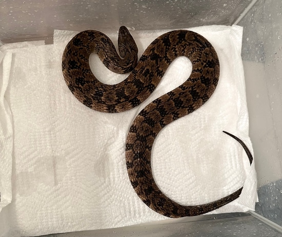 Breeder Female Diamondback Watersnake Water Snake by Central State Reptiles