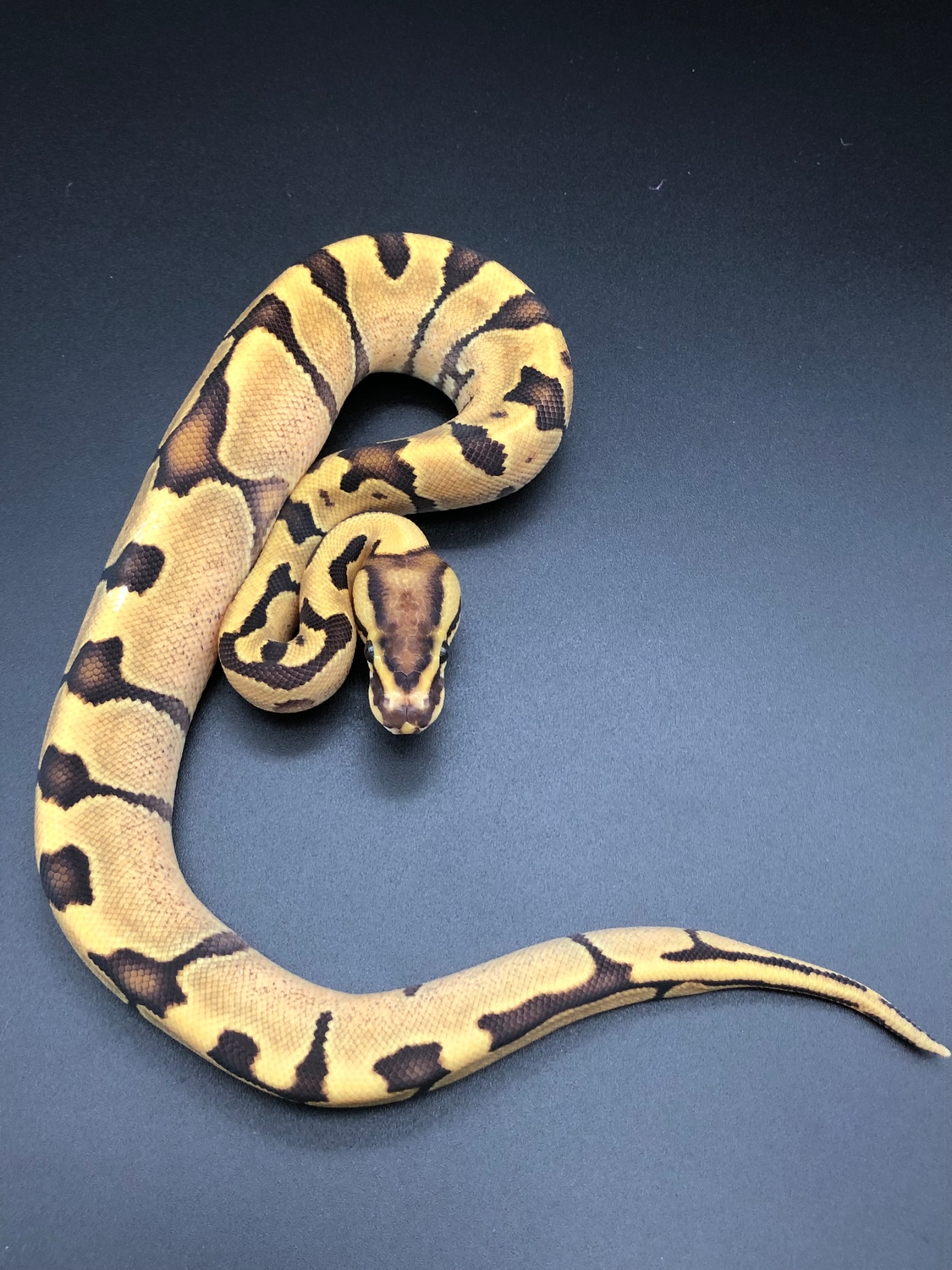 Super Enchi Fire Ball Python by Tutti Frutti Snakes - MorphMarket