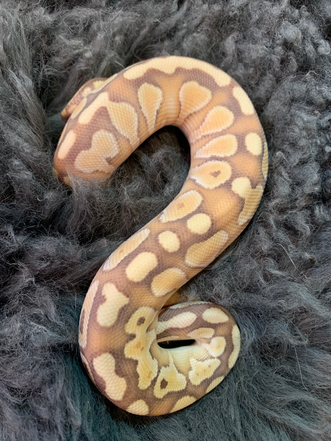 Mojave Banana Ball Python by Tutti Frutti Snakes - MorphMarket