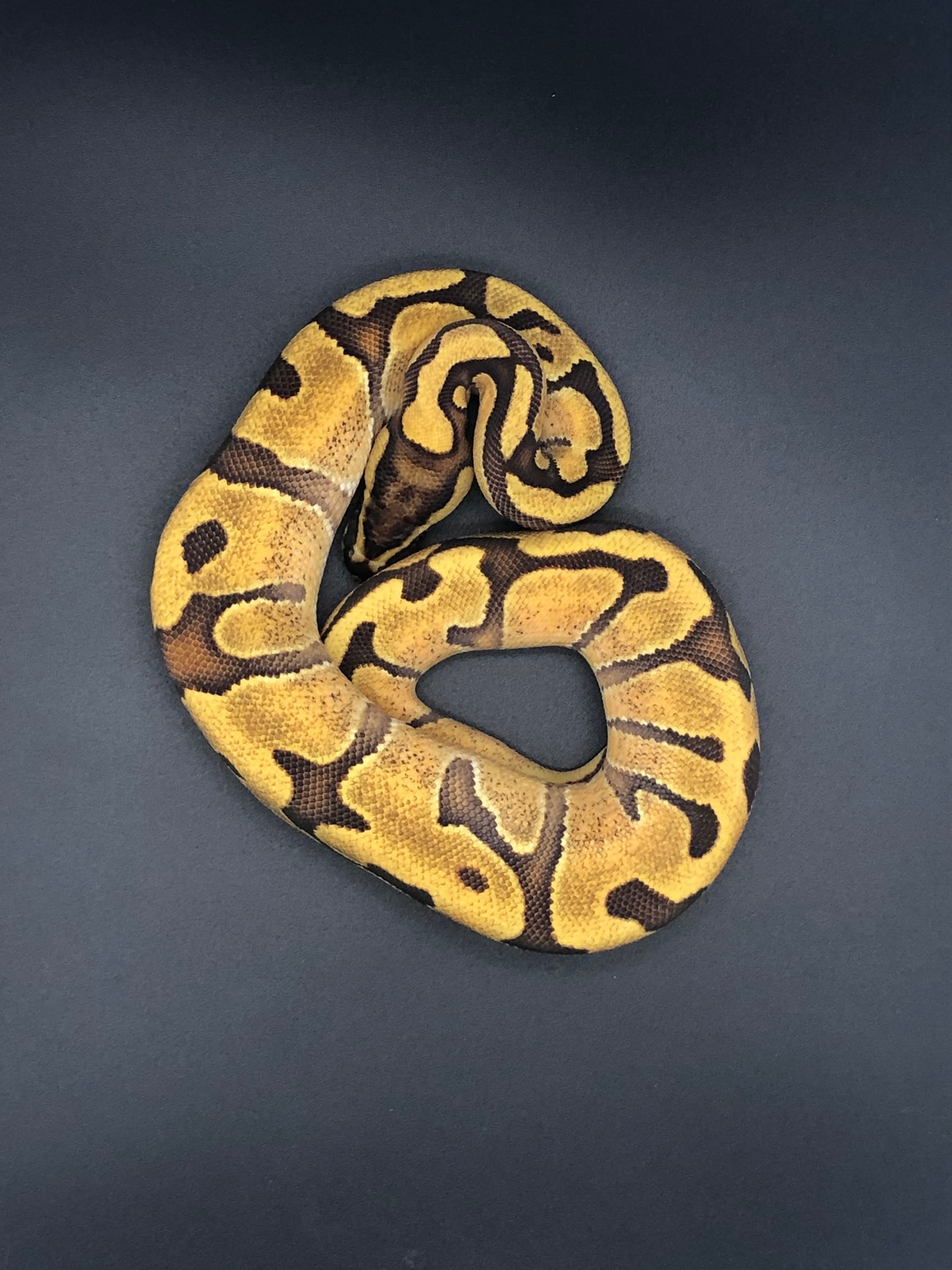 Enchi Fire Possible Super Enchi Ball Python by Tutti Frutti Snakes ...