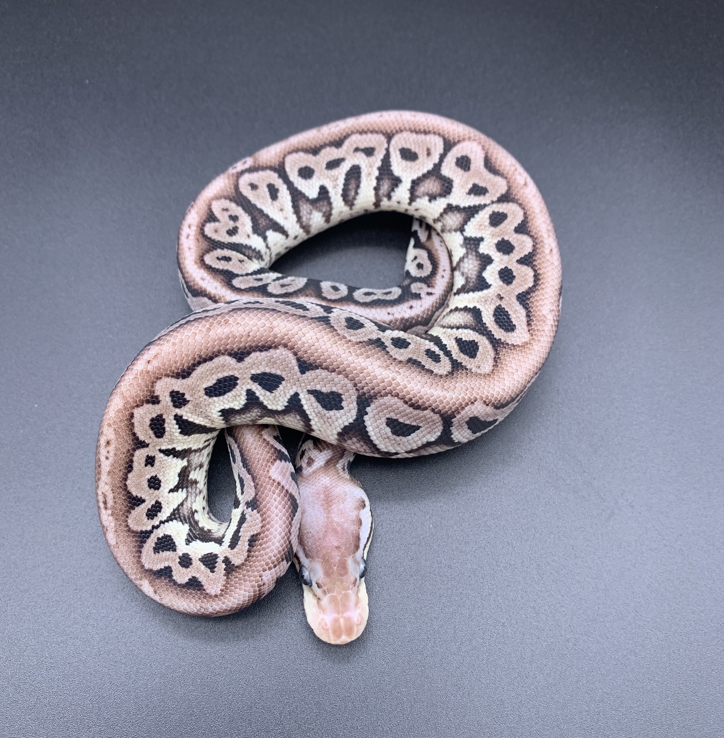 Pastel Red Axanthic (Aka Super Het Red Axanthic) Ball Python by Tutti ...